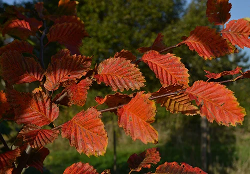 Carpinus betulus Rockhampton Red (CBRR) — Mount Pleasant Trees