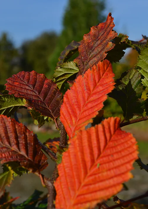 Carpinus betulus Rockhampton Red (CBRR) — Mount Pleasant Trees