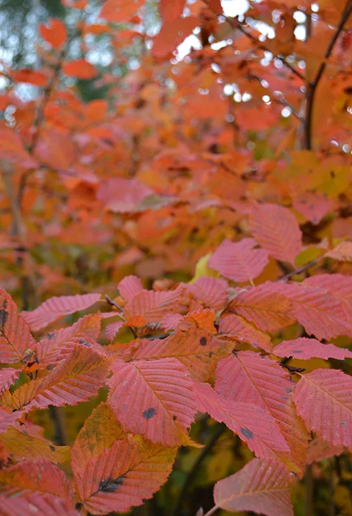Carpinus betulus Rockhampton Red (CBRR) — Mount Pleasant Trees
