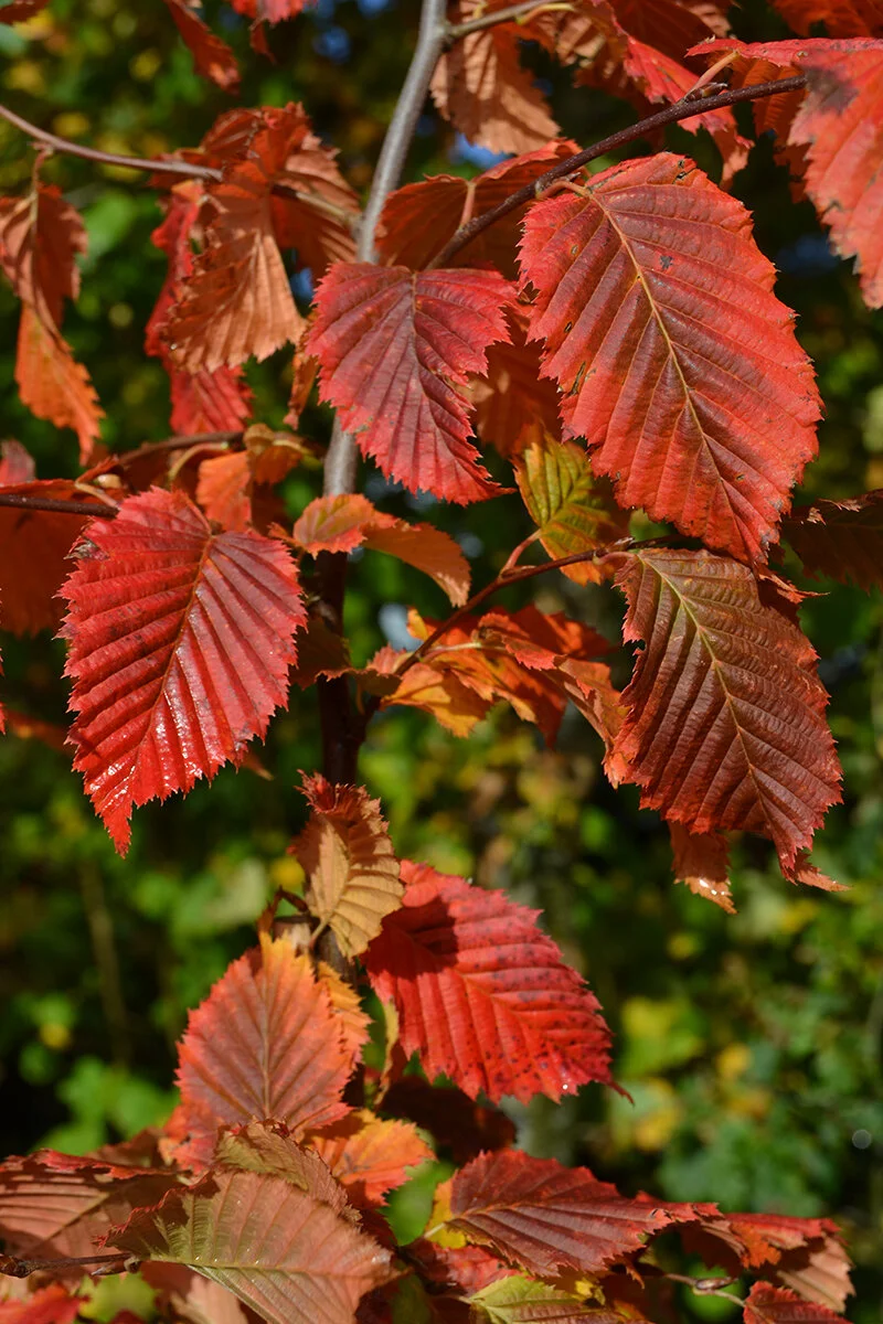 Carpinus betulus Rockhampton Red (CBRR) — Mount Pleasant Trees