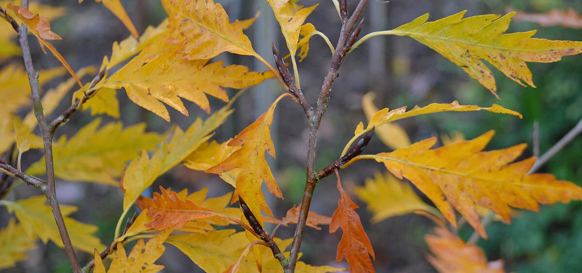 Mount Pleasant Trees