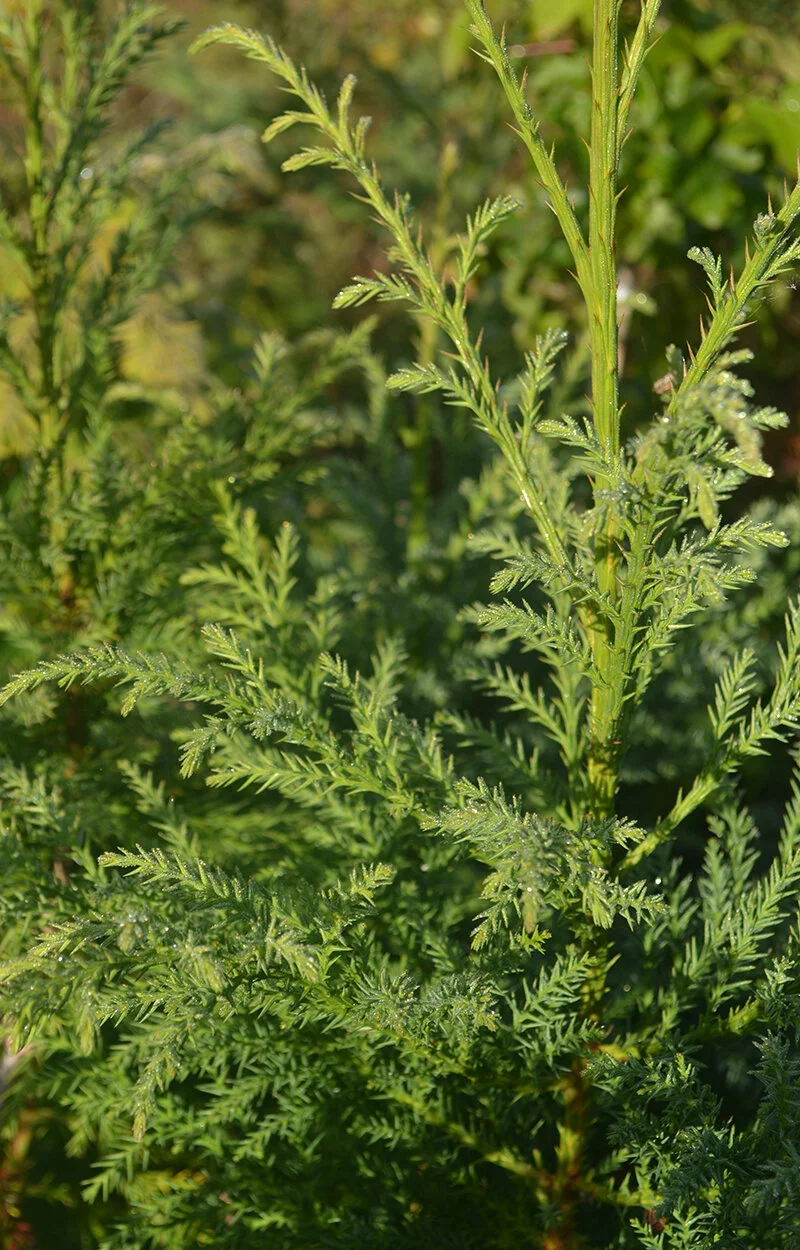 Broadleaf / Conifer — Mount Pleasant Trees