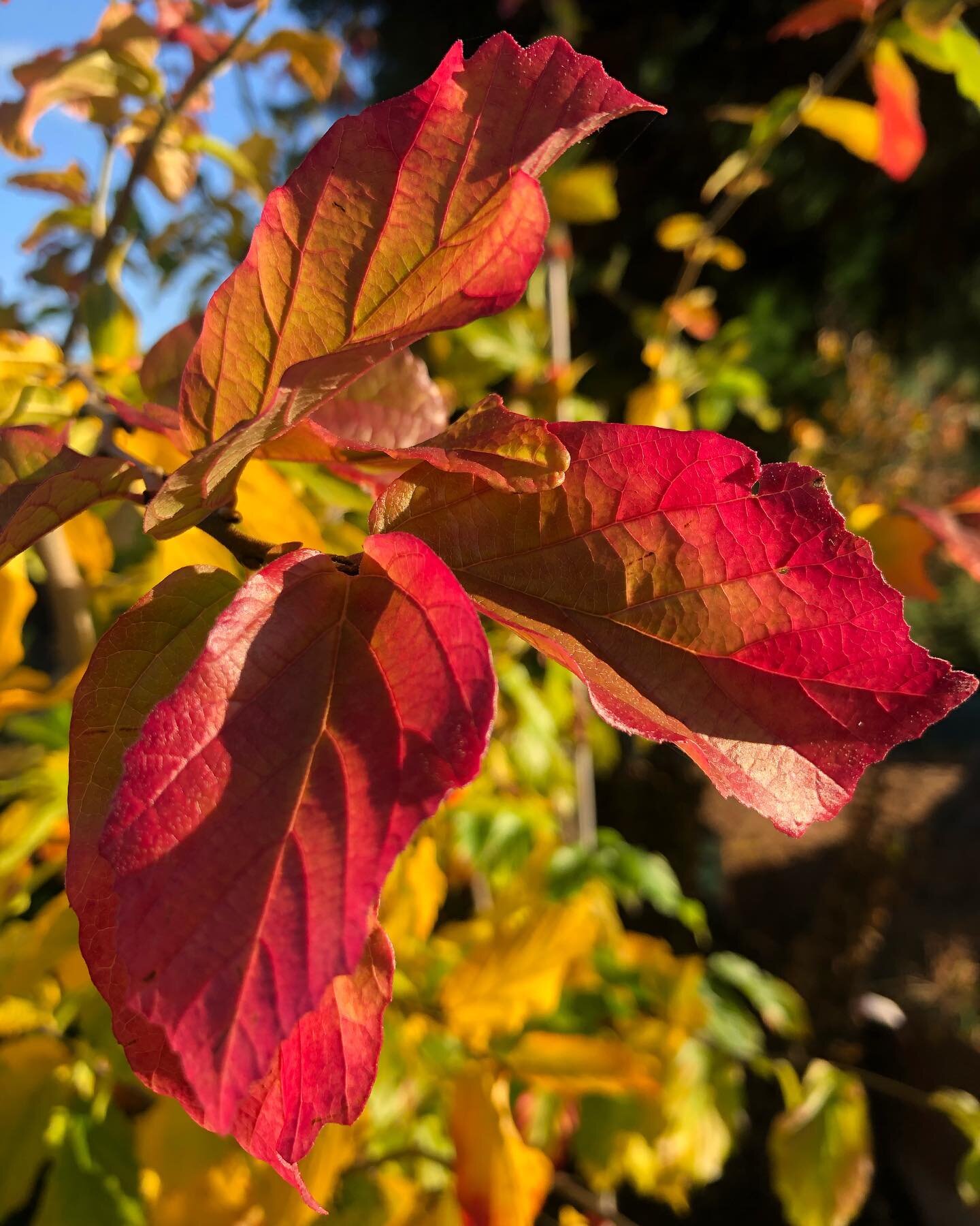 Mount Pleasant Trees