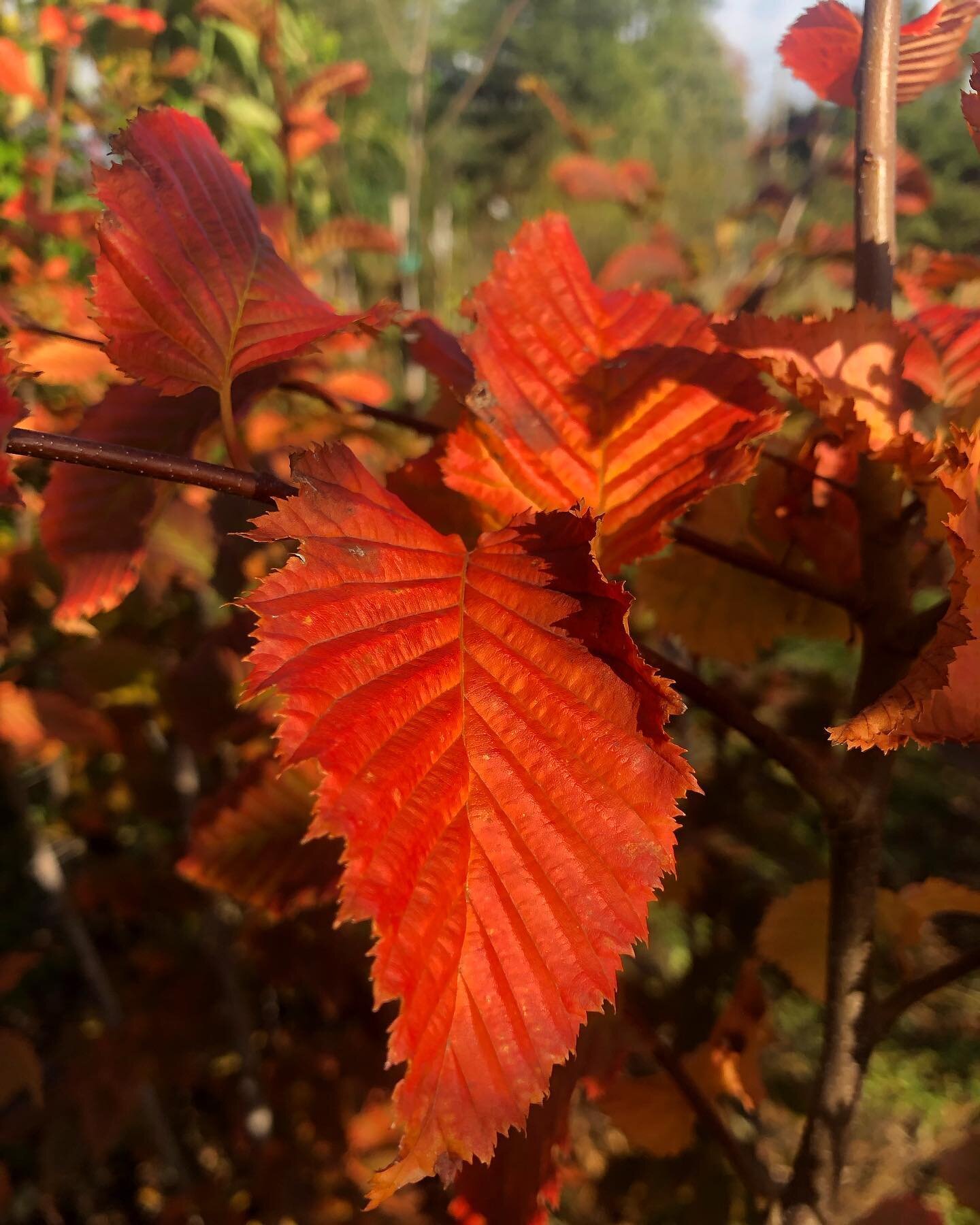 Mount Pleasant Trees