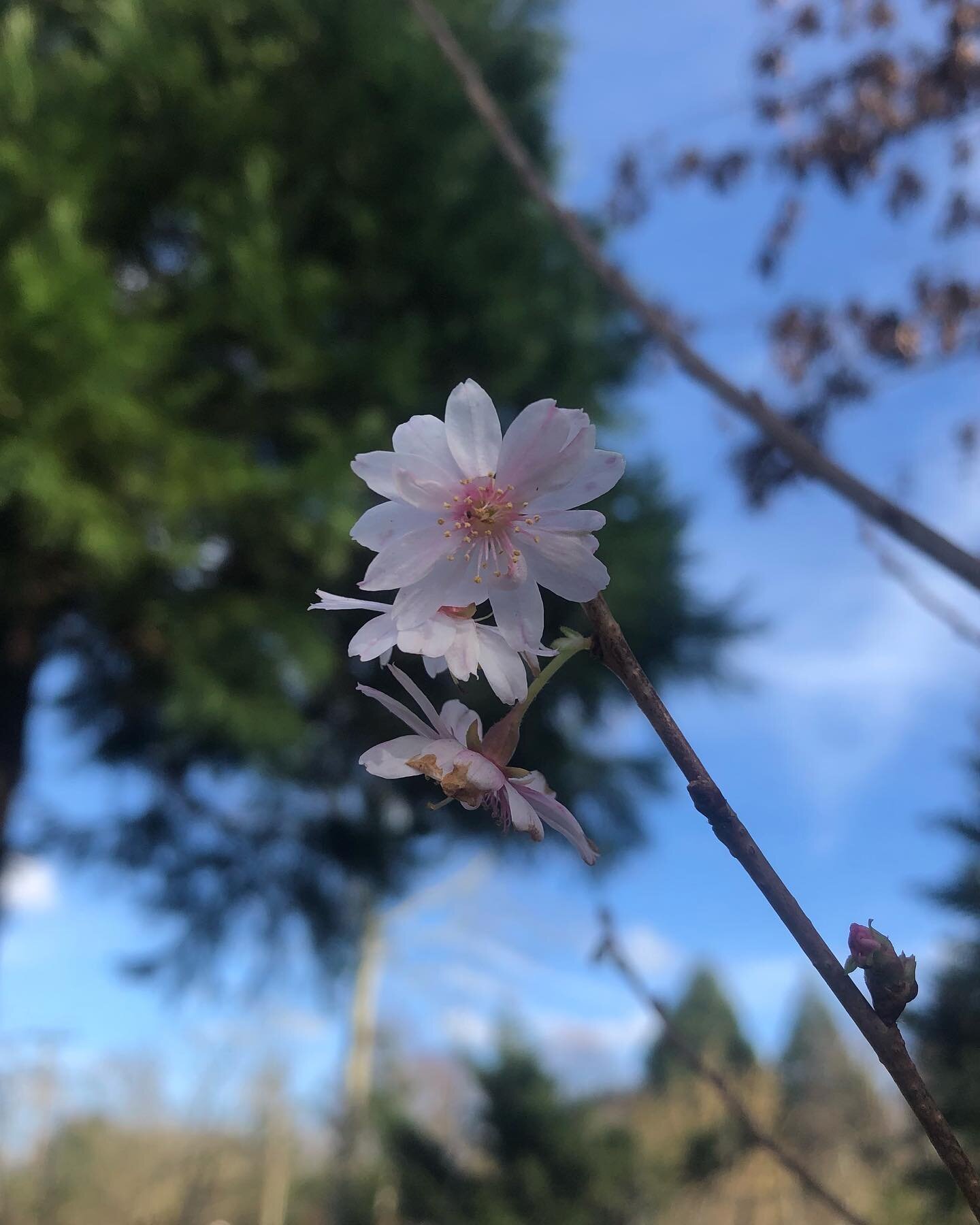 Mount Pleasant Trees