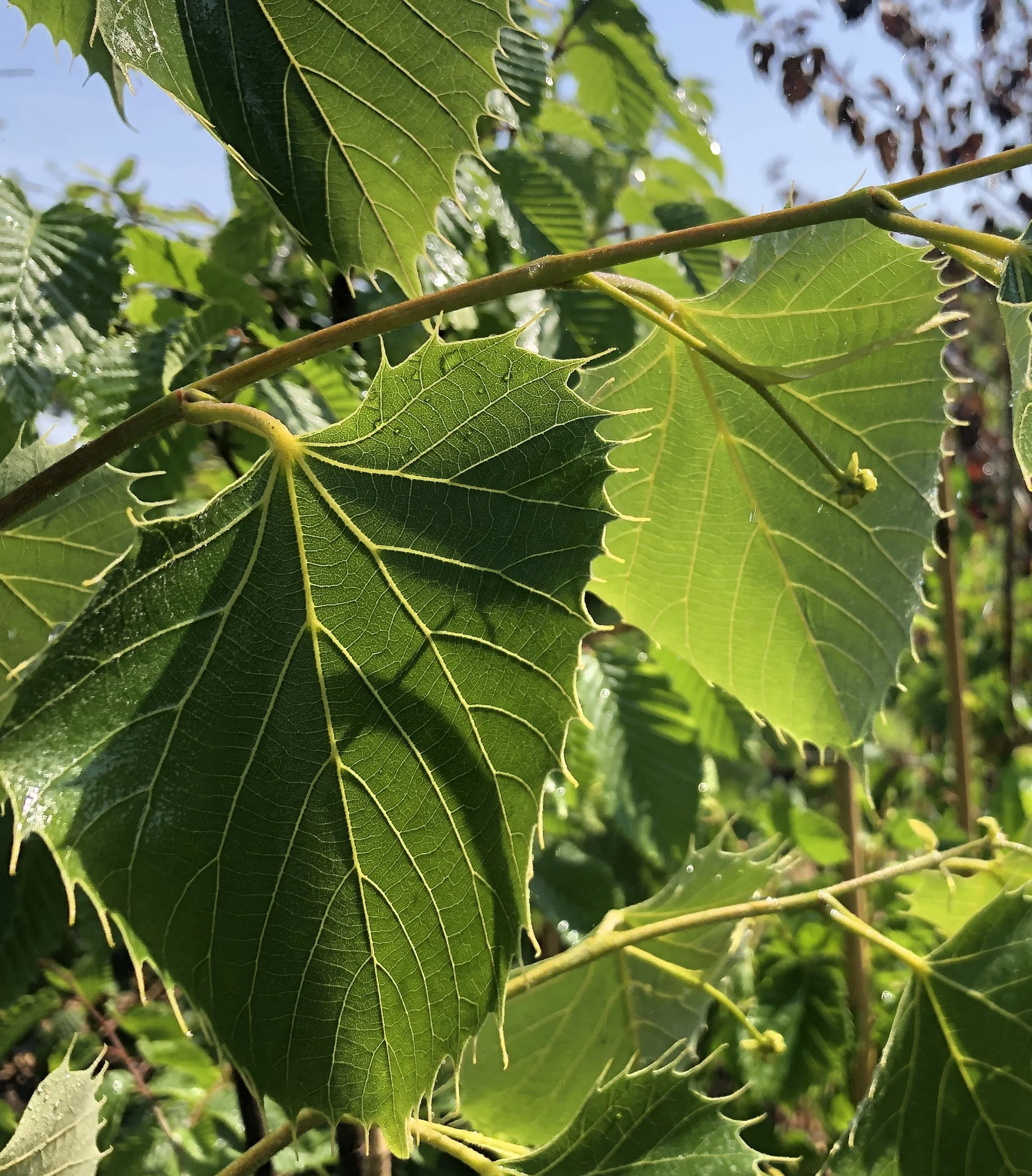 Mount Pleasant Trees