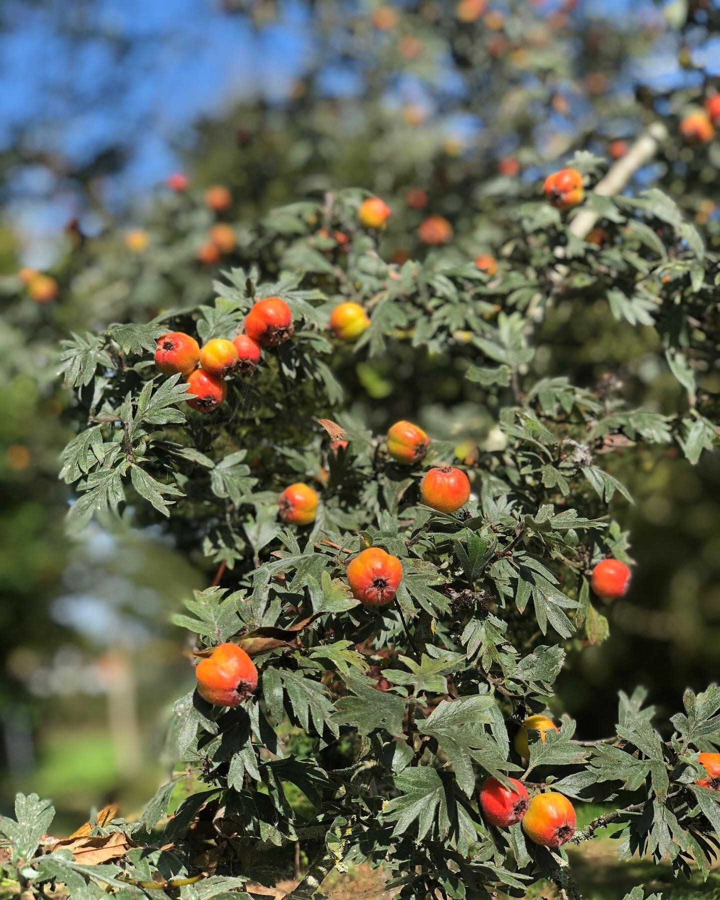 Mount Pleasant Trees