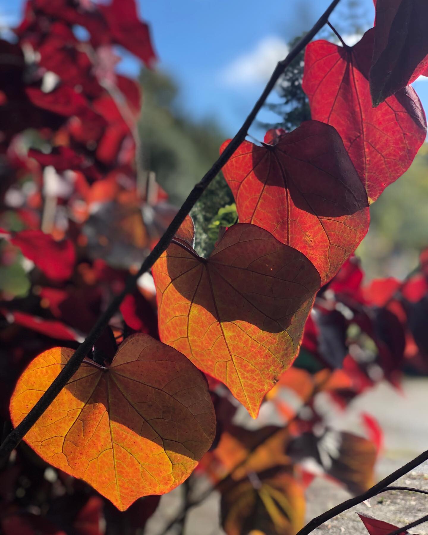 Mount Pleasant Trees