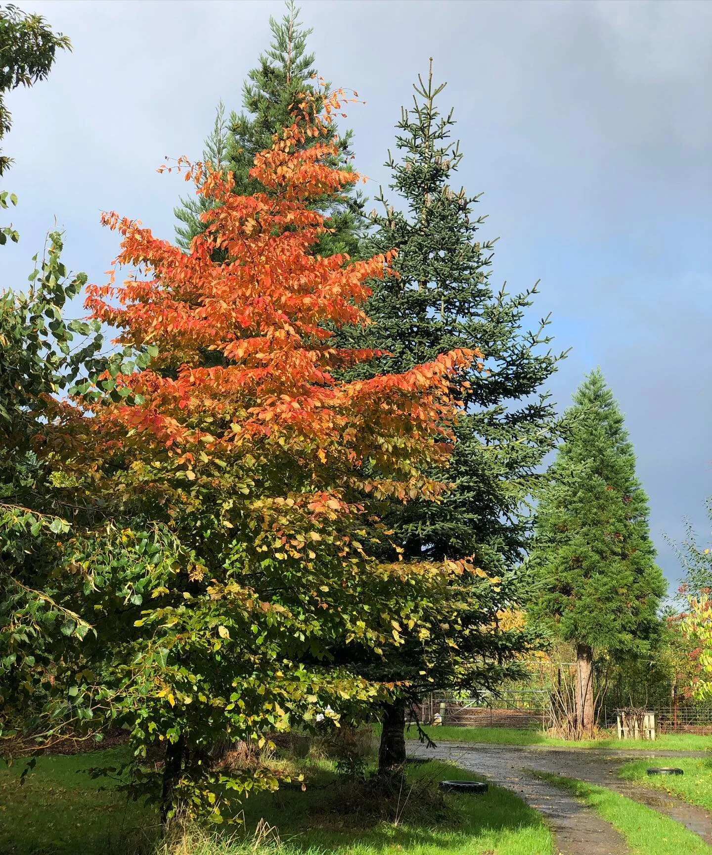 Mount Pleasant Trees