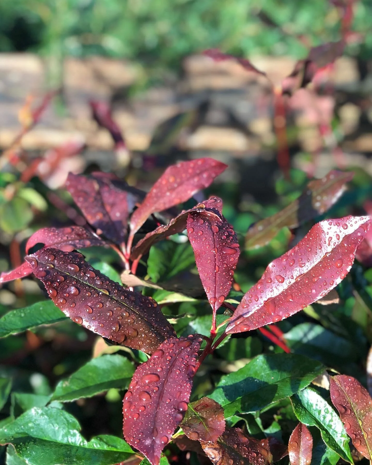 Mount Pleasant Trees