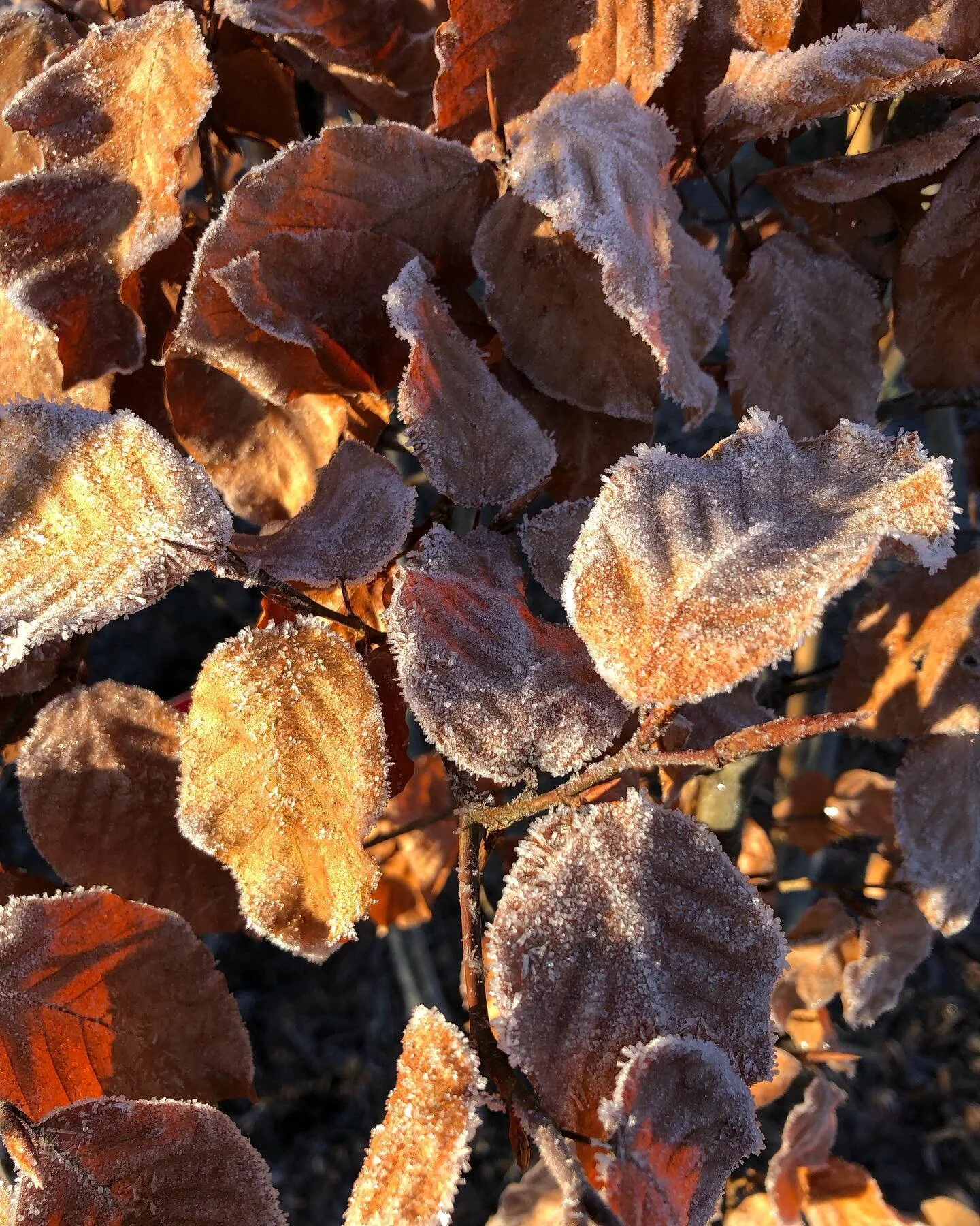 Mount Pleasant Trees