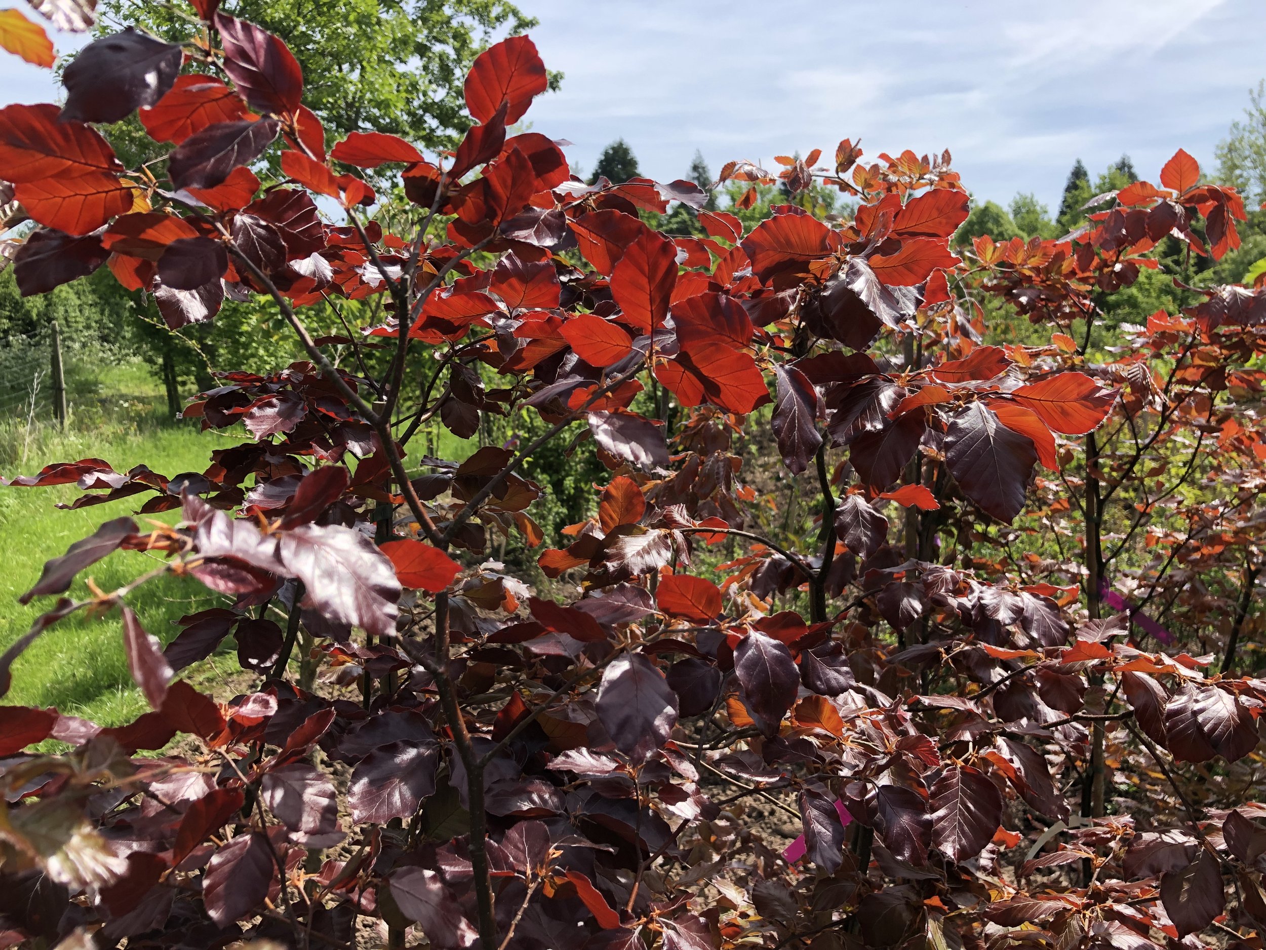 Mount Pleasant Trees