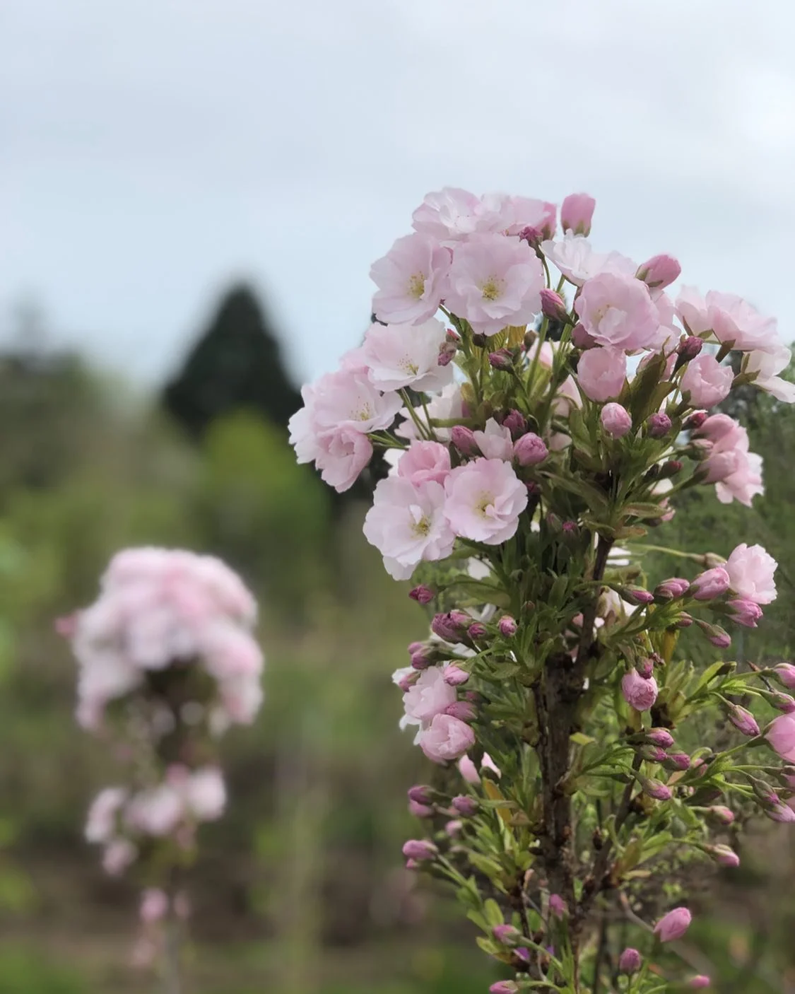 Mount Pleasant Trees