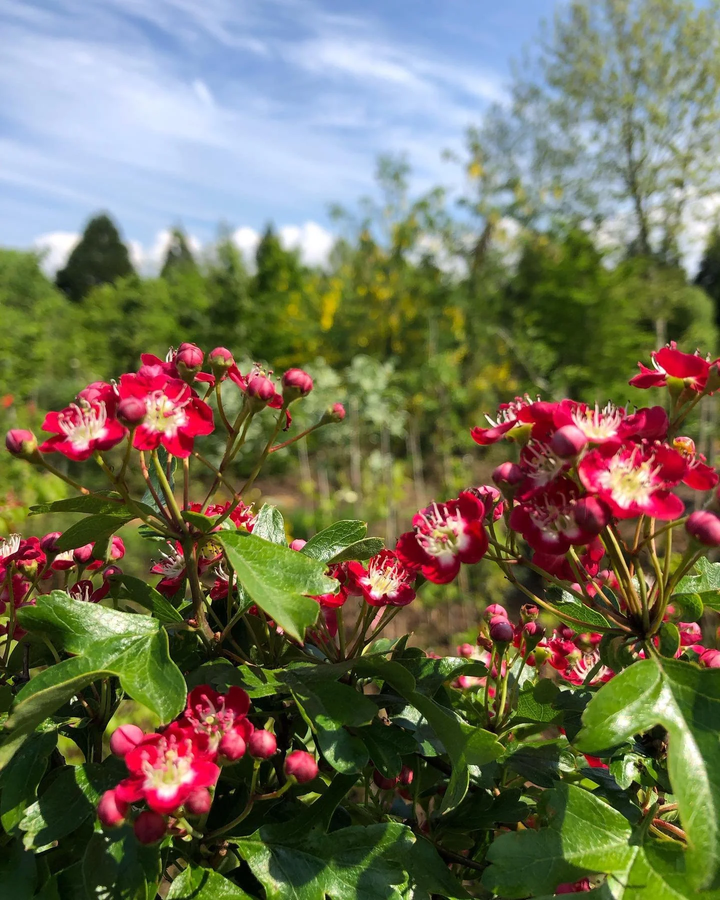 Mount Pleasant Trees