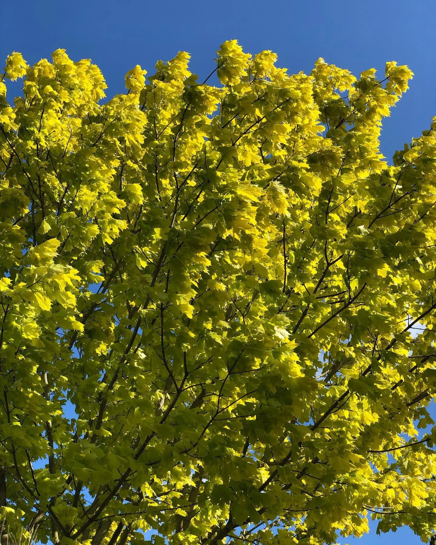 Mount Pleasant Trees