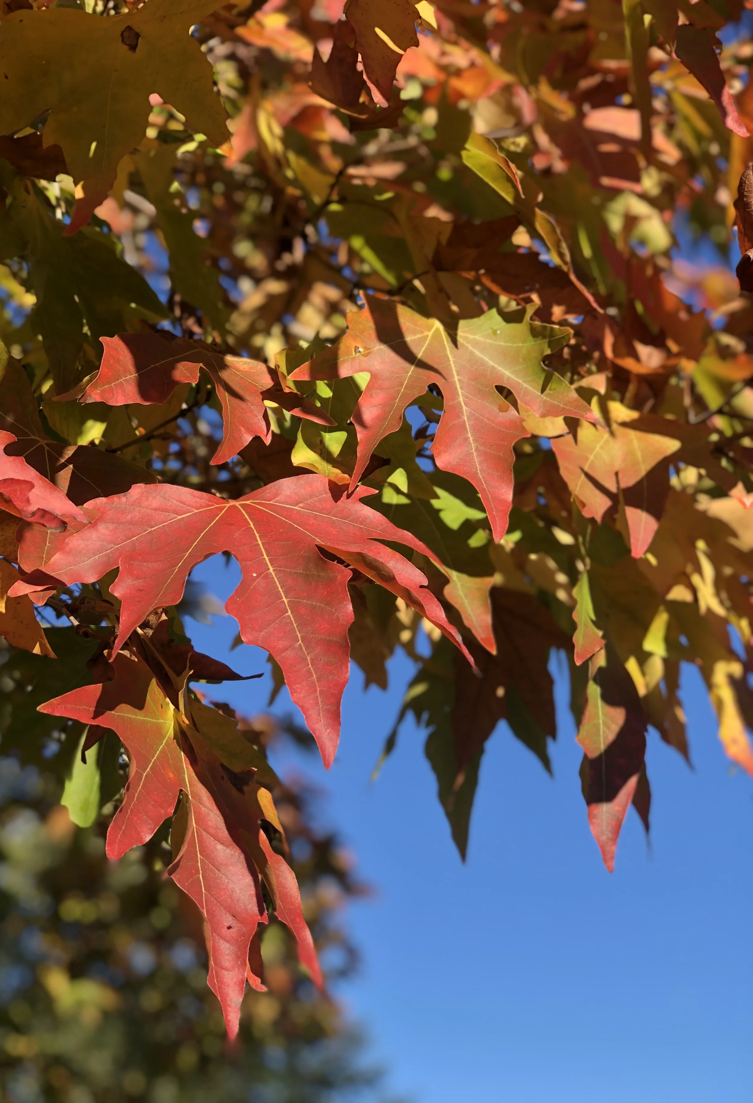 Mount Pleasant Trees