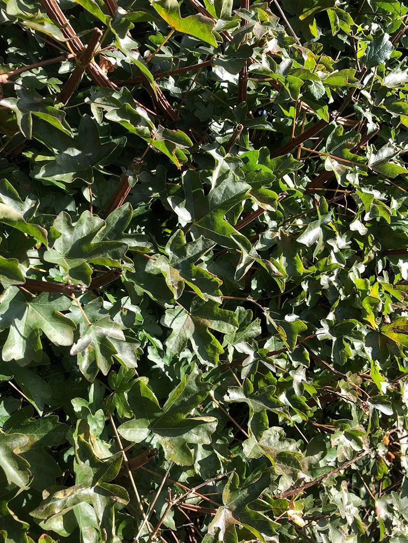 Hedge basics — Mount Pleasant Trees