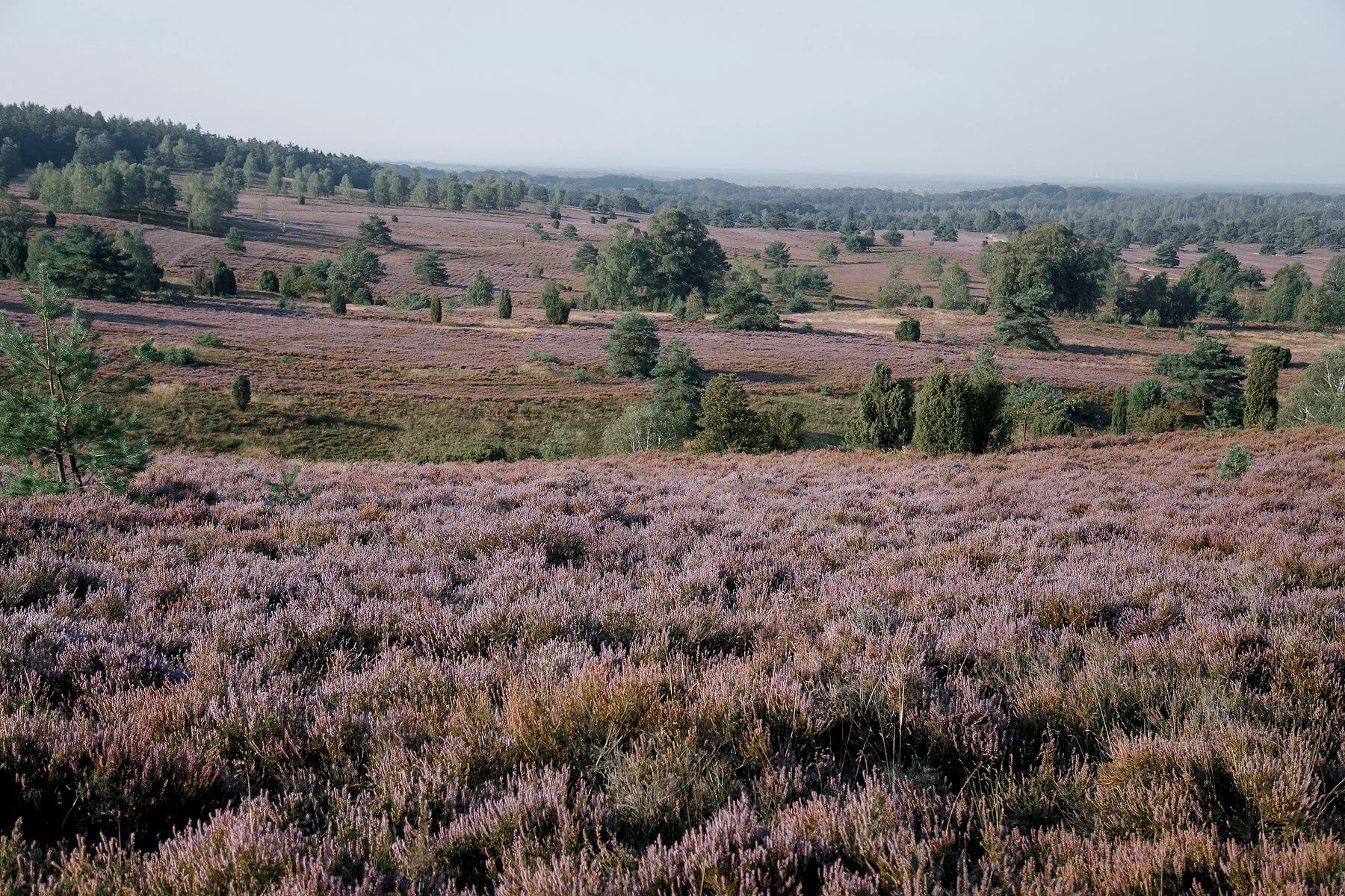 Liebespaar im Blütenmeer: Paar-Shooting in der Lüneburger Heide — bluenika
