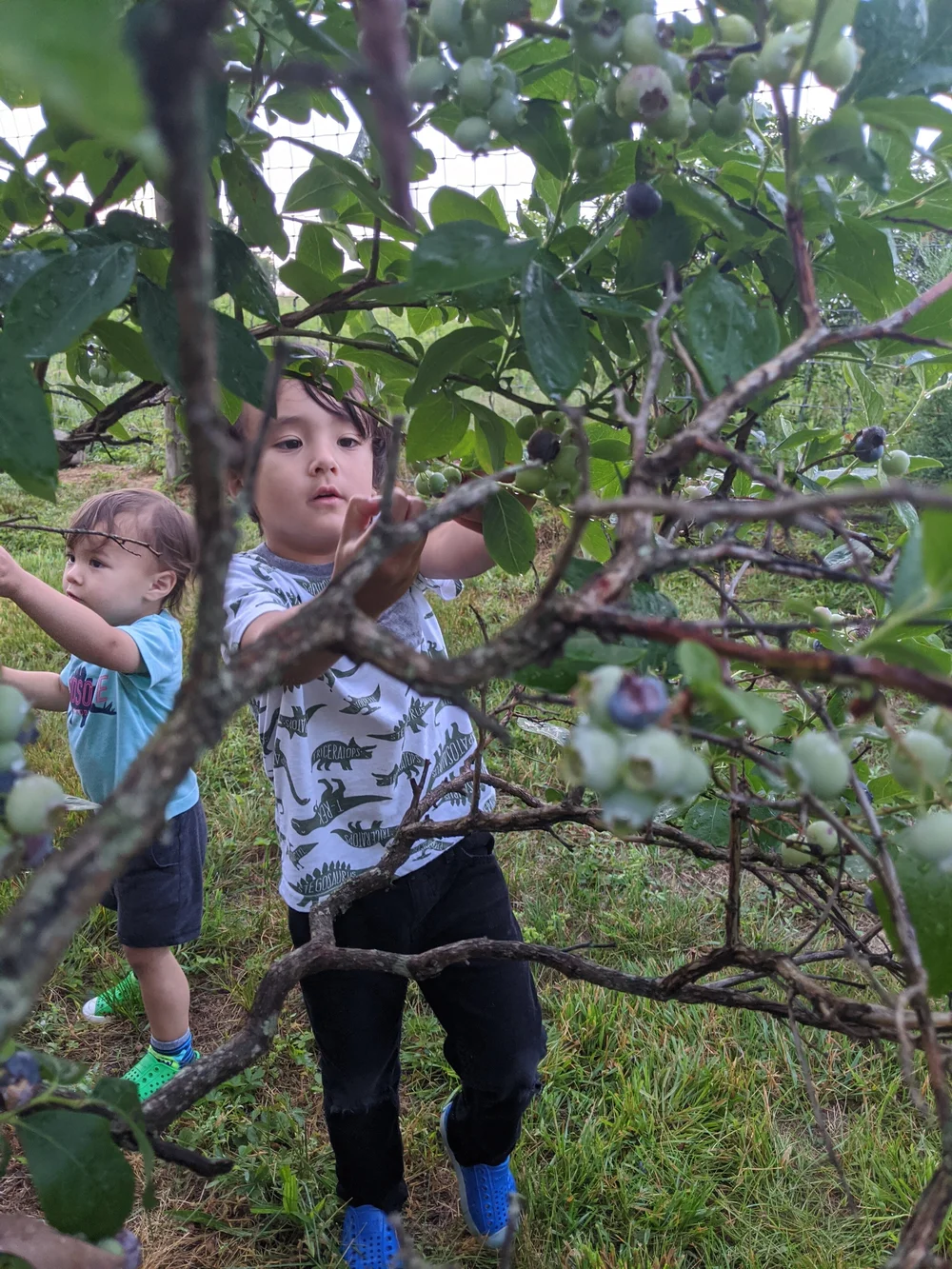Blueberry Patch at Trout Brook Valley — Aspetuck Land Trust