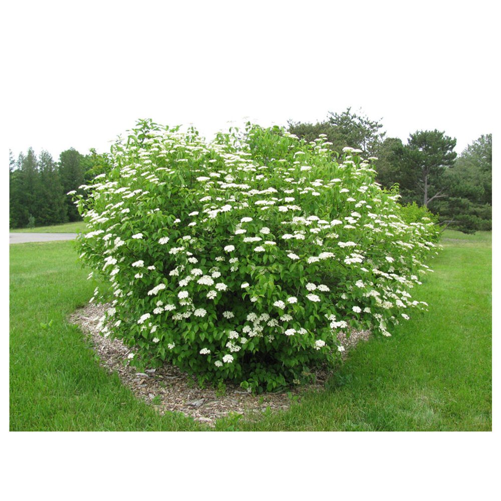 Northern Arrowwood Tree