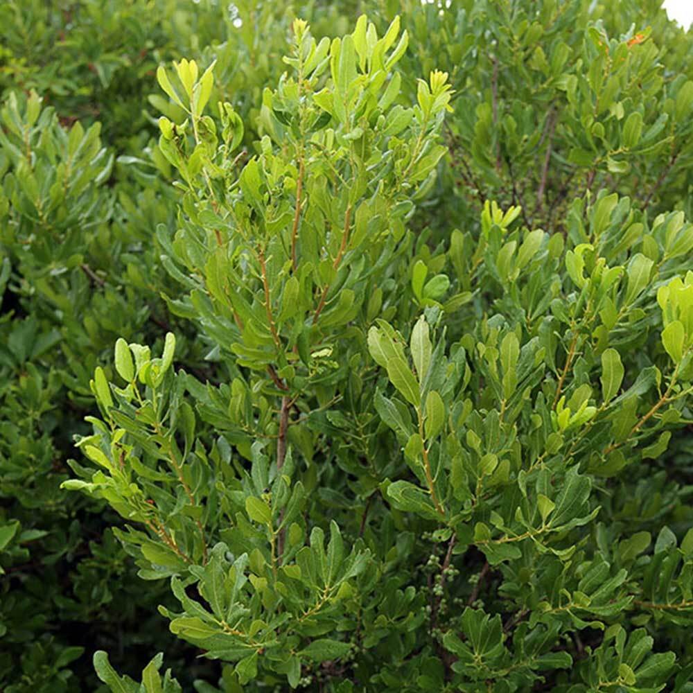 Post Fall Sale Shrubs & Trees - All — Aspetuck Land Trust