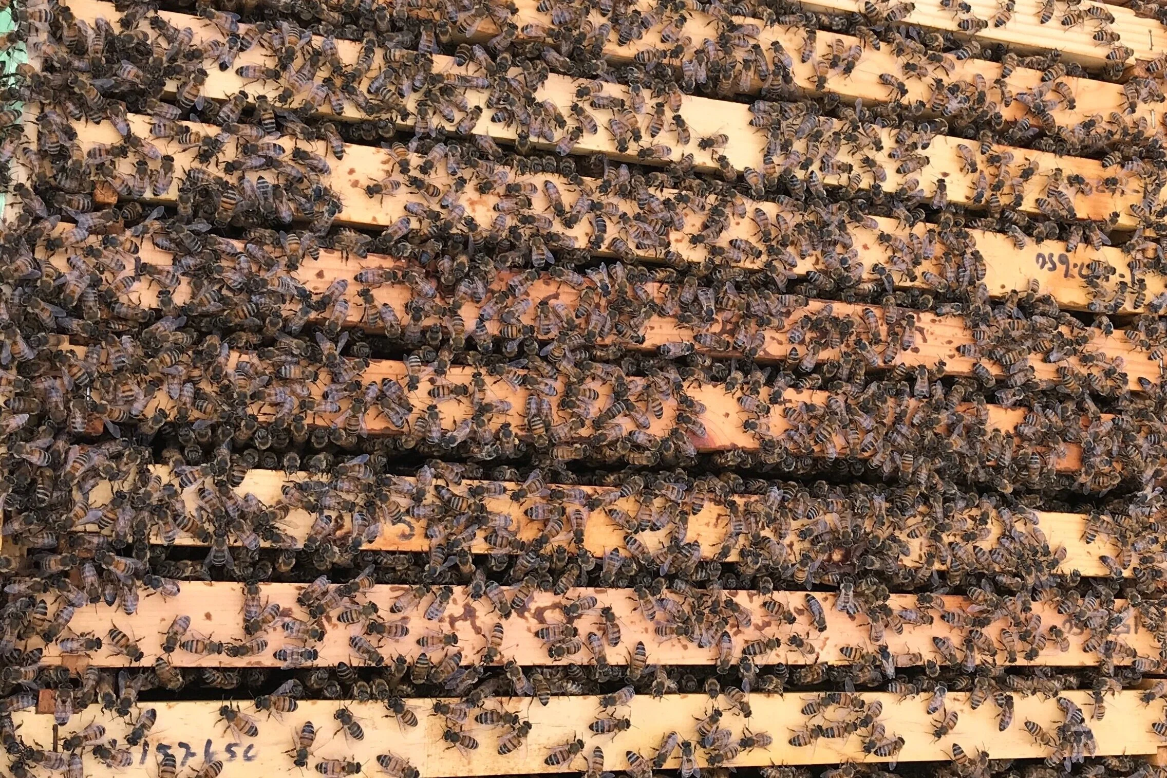 Texas Bees For Sale — Hepplewhite Farms, LLC