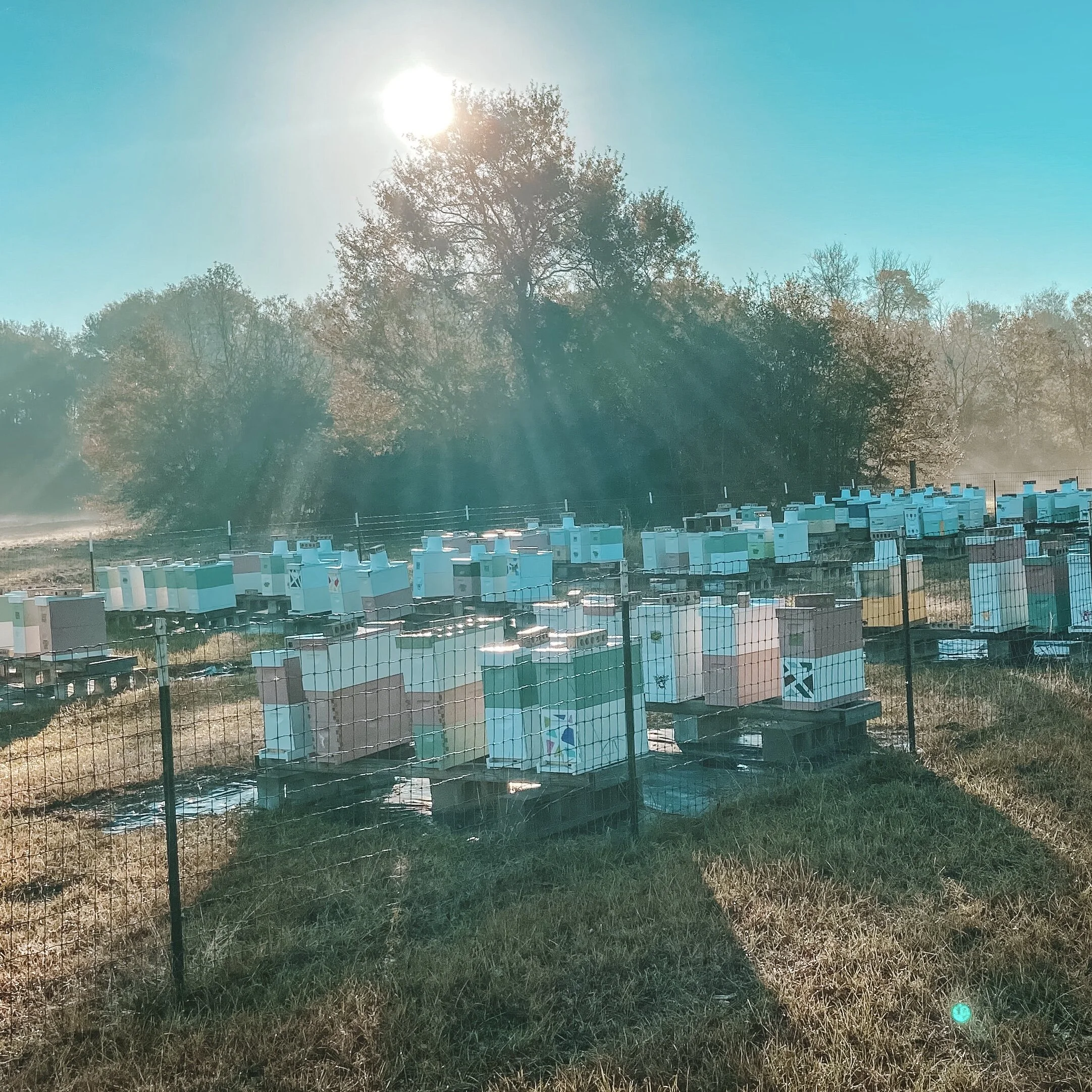 Texas Bees For Sale — Hepplewhite Farms, LLC