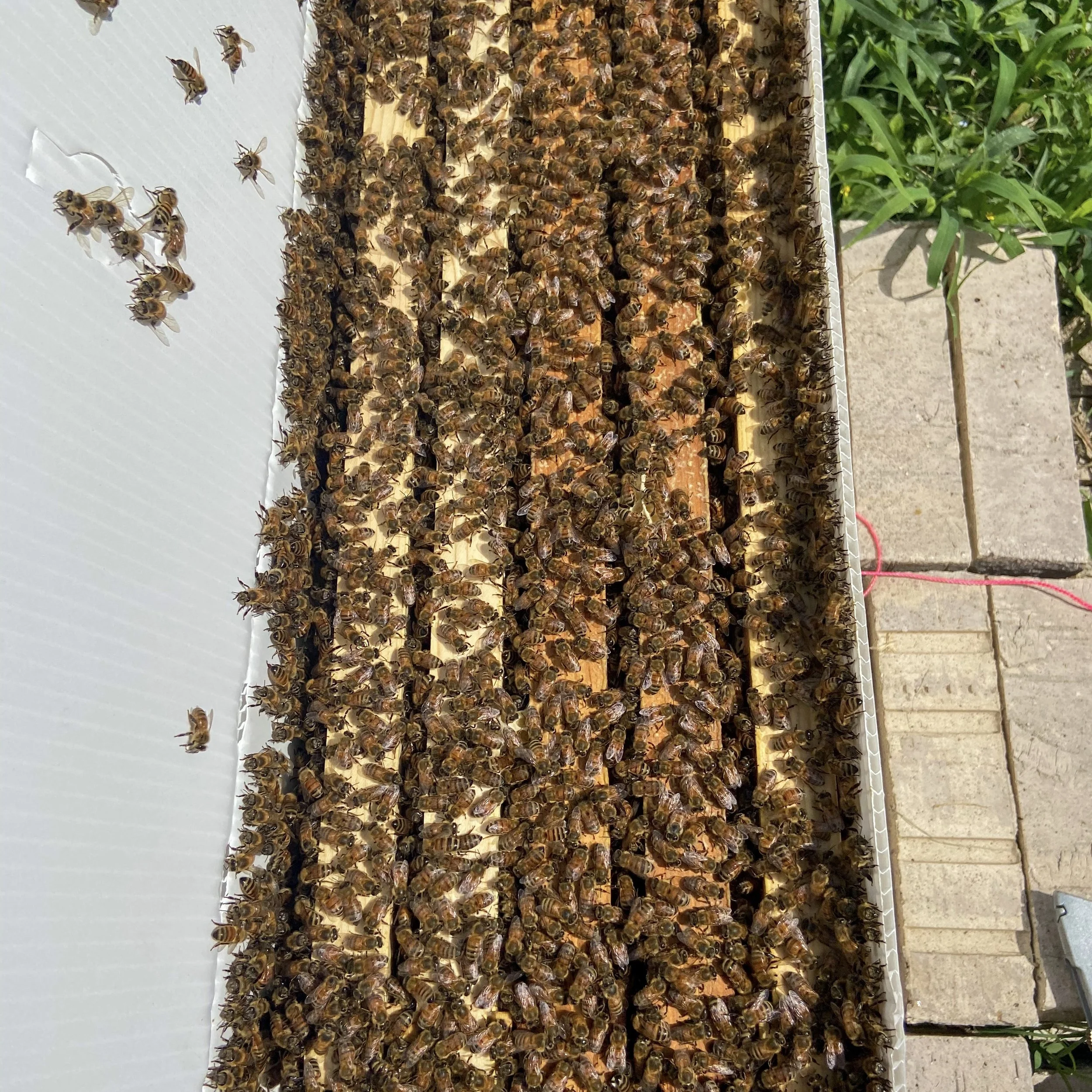 Texas Bees For Sale — Hepplewhite Farms, LLC