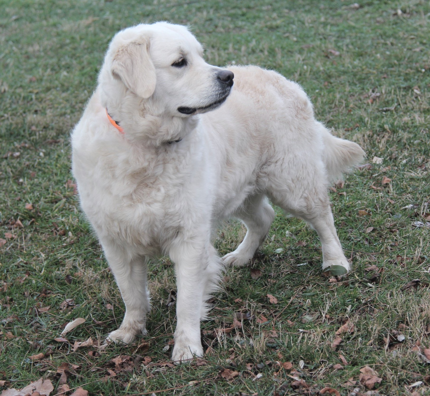 Our Goldens | Champion English Golden Retrievers in Tennessee | Hidden ...
