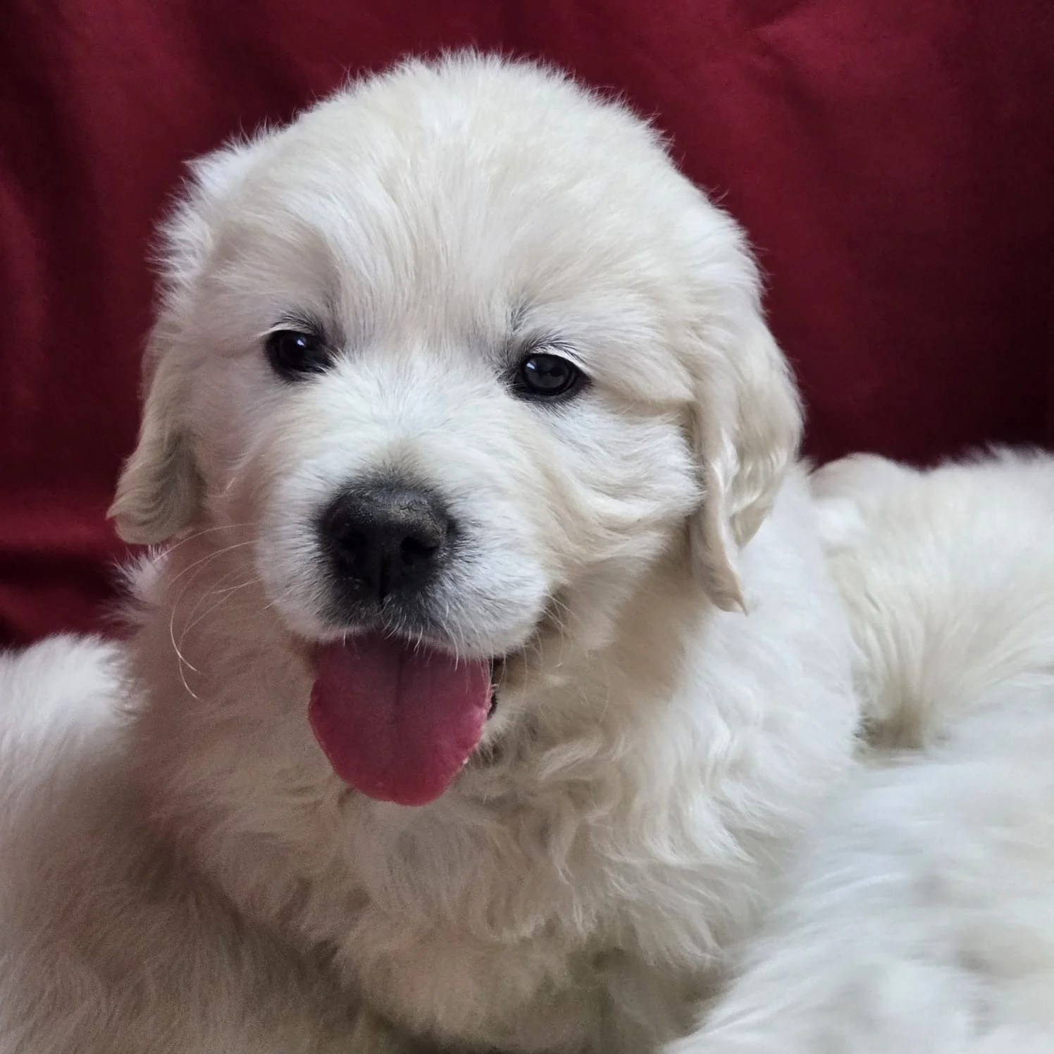 Hidden Springs English Goldens | Champion AKC English Golden Retrievers ...