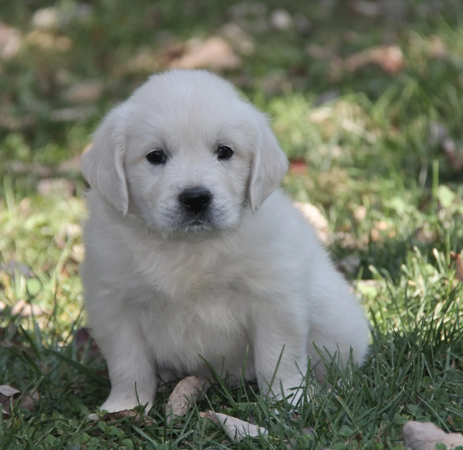 Pricing | AKC-Registered English Golden Retrievers in Tennessee ...