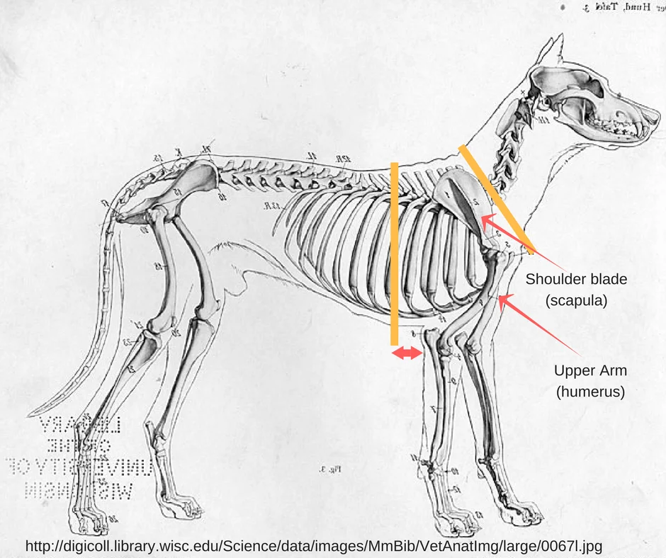 Harnesses — Homeskooling 4 Dogs
