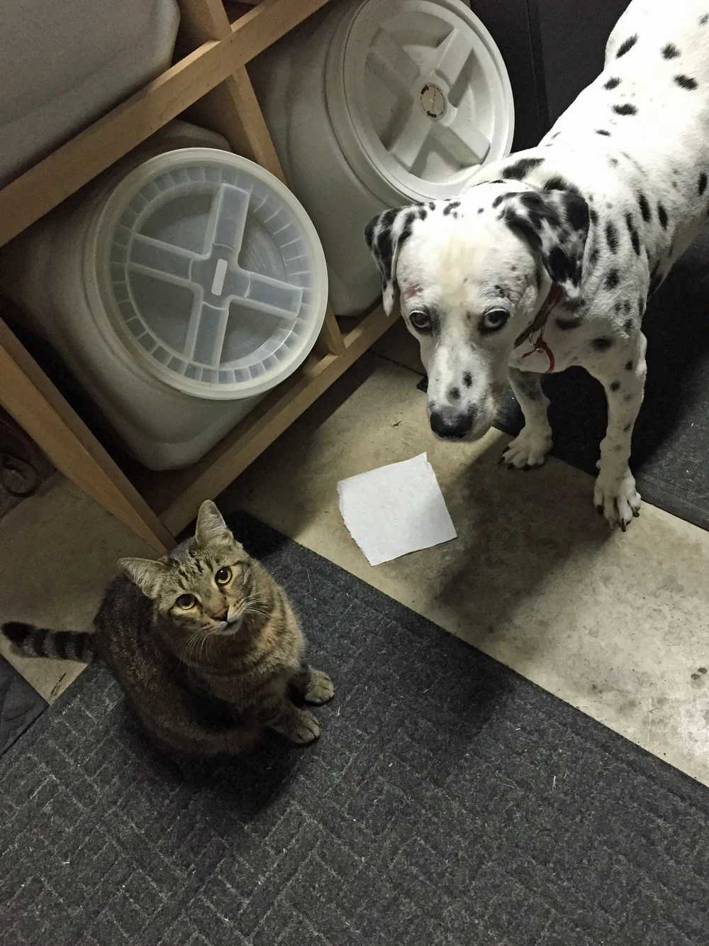 Dog Food 101 & How to choose — Homeskooling 4 Dogs