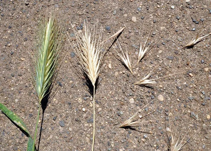 Foxtails — Homeskooling 4 Dogs