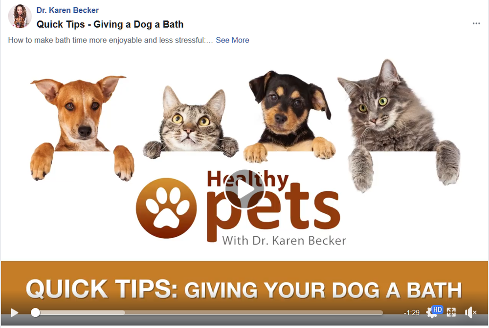 How To Make Bath More Enjoyable For Dogs
