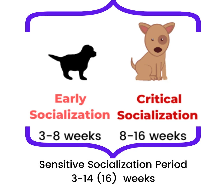 Dog Developmental Periods — Homeskooling 4 Dogs