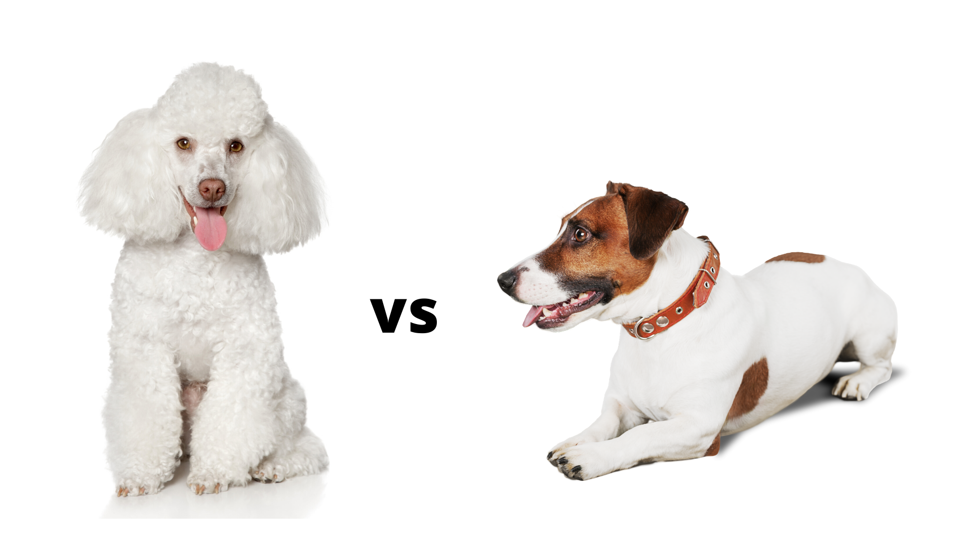 Canine Daily Calorie Esitmator — Homeskooling 4 Dogs