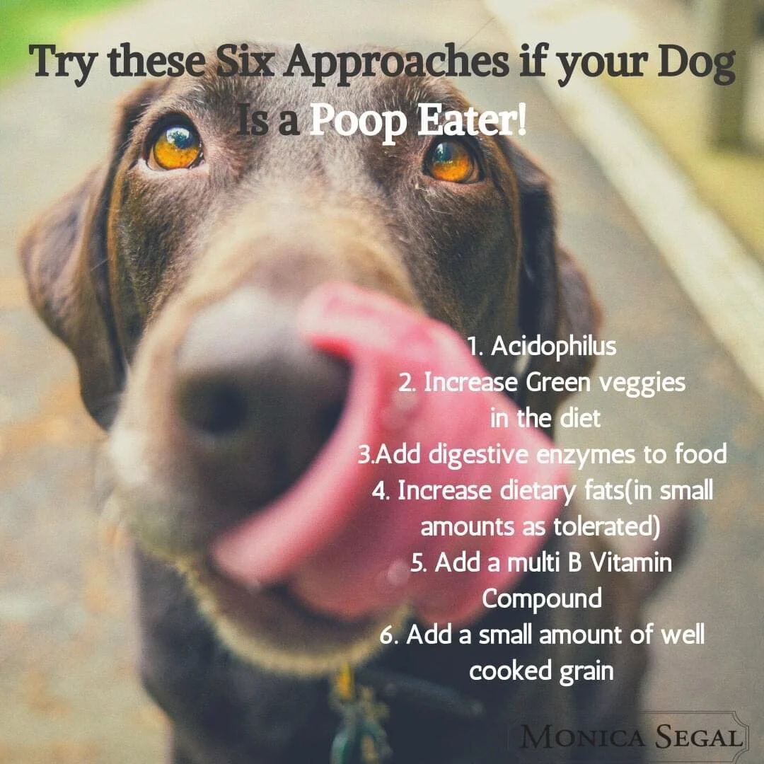 Eating Poop (Coprophagy) — Homeskooling 4 Dogs