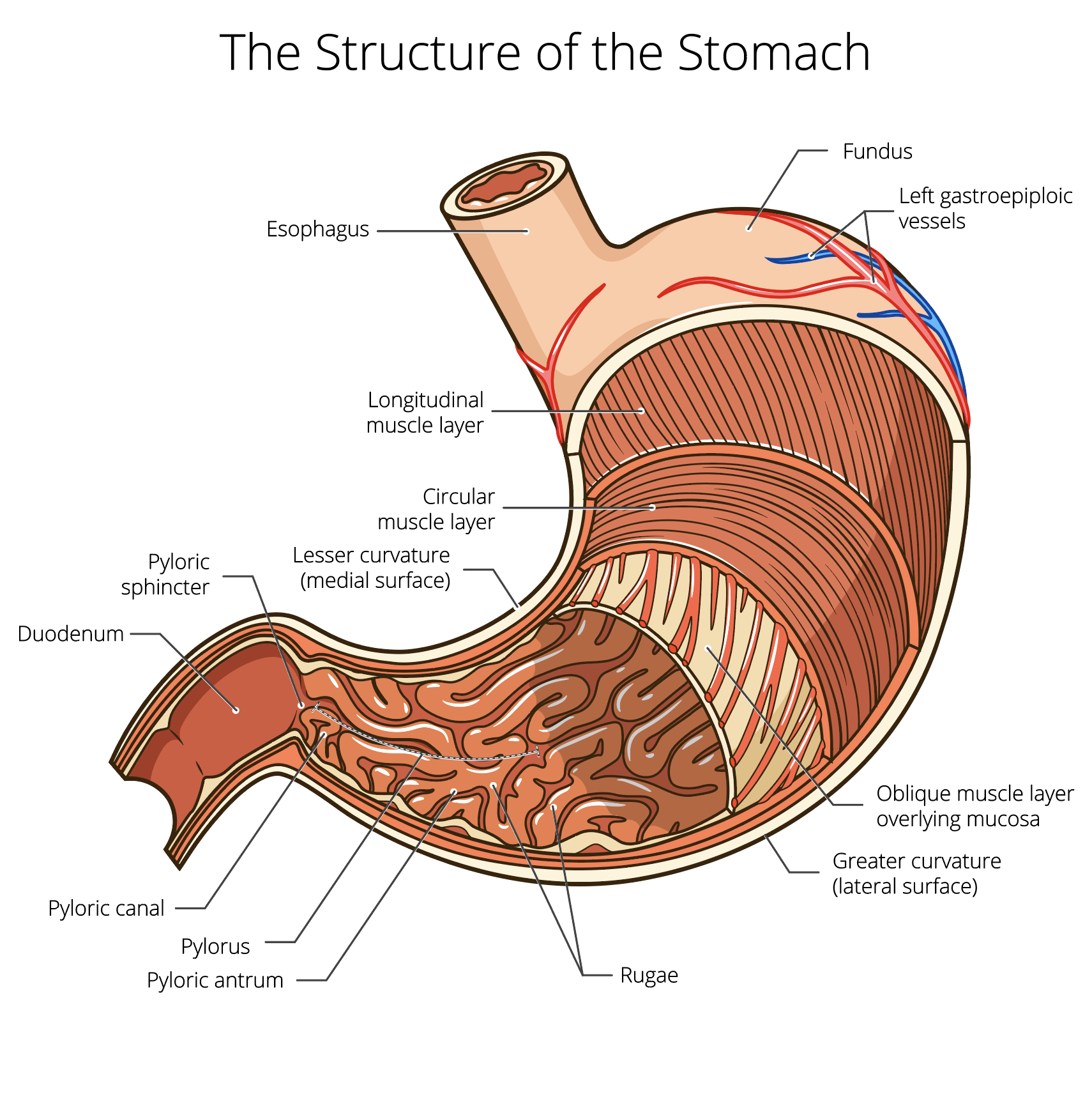 Stomach Diagram Stomach Diagram