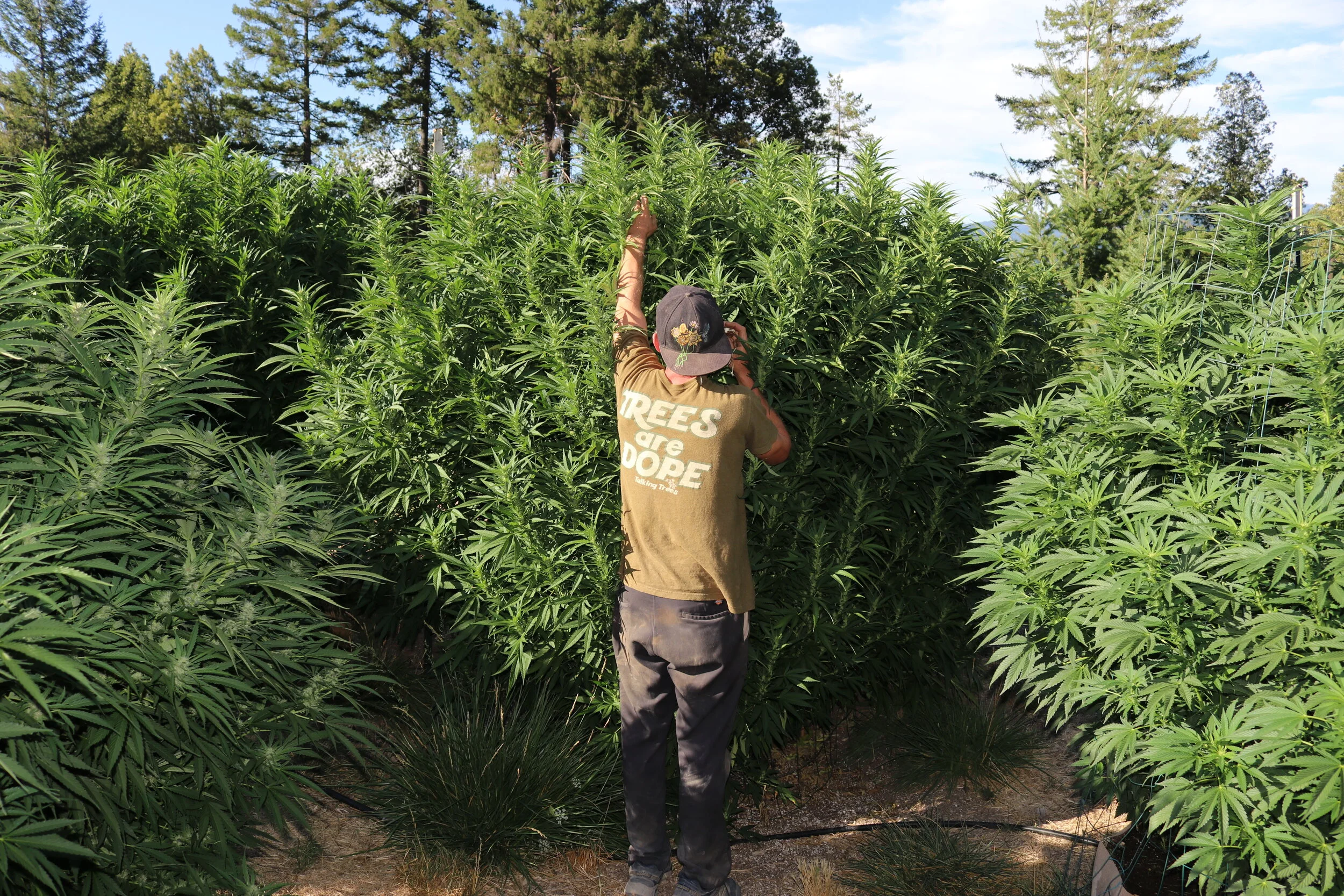 About Us — Talking Trees Farm