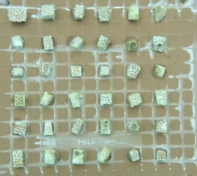 Cimiguin reef restoration — Gaia Discovery