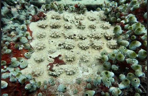 Cimiguin reef restoration — Gaia Discovery
