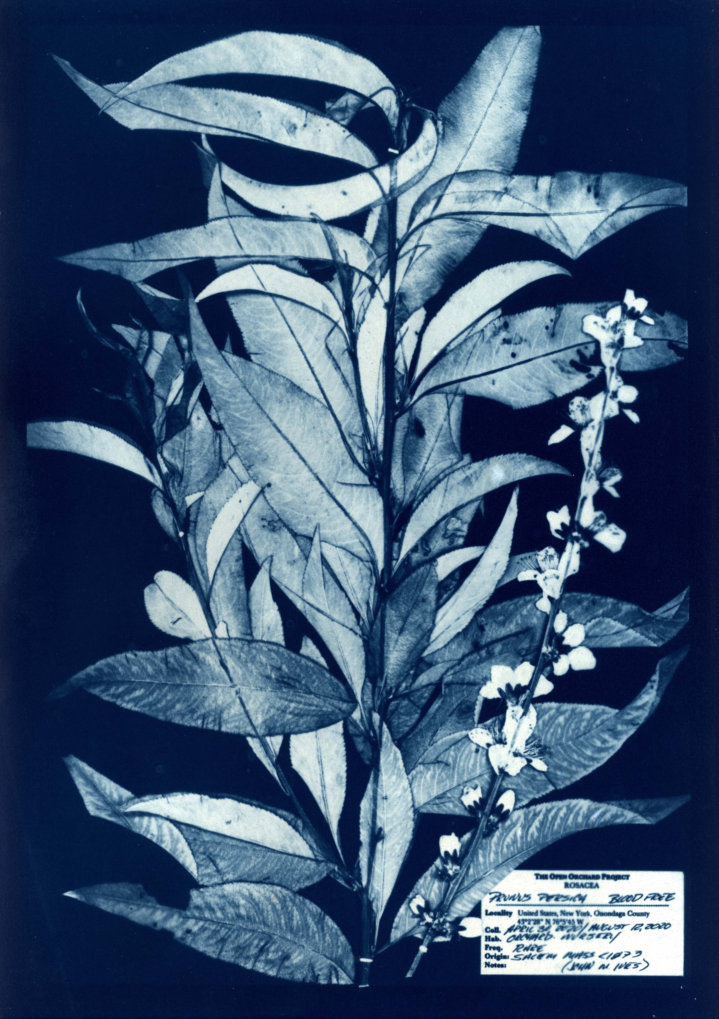 The Botanical Cyanotypes — Sam Van Aken