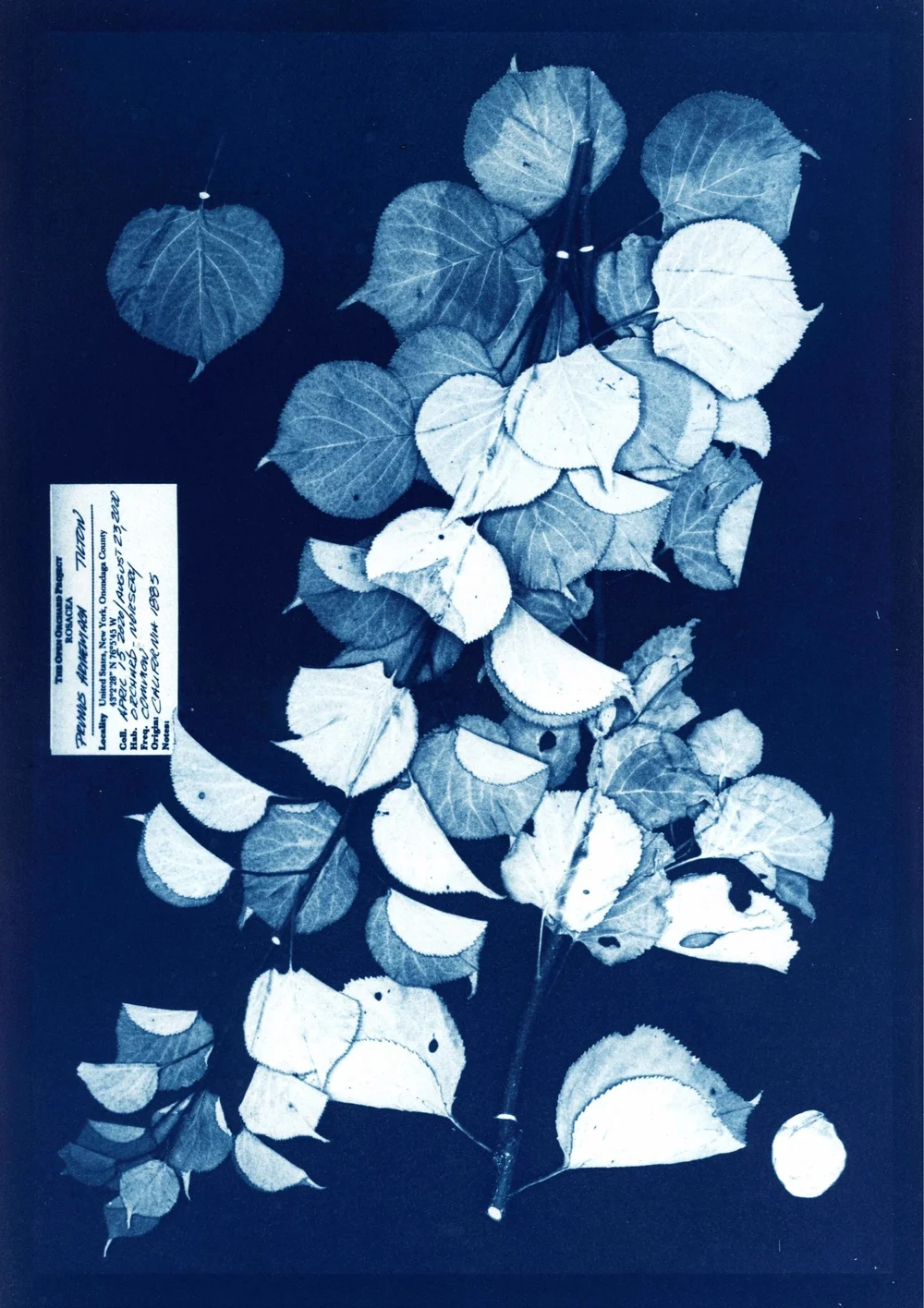 The Botanical Cyanotypes — Sam Van Aken