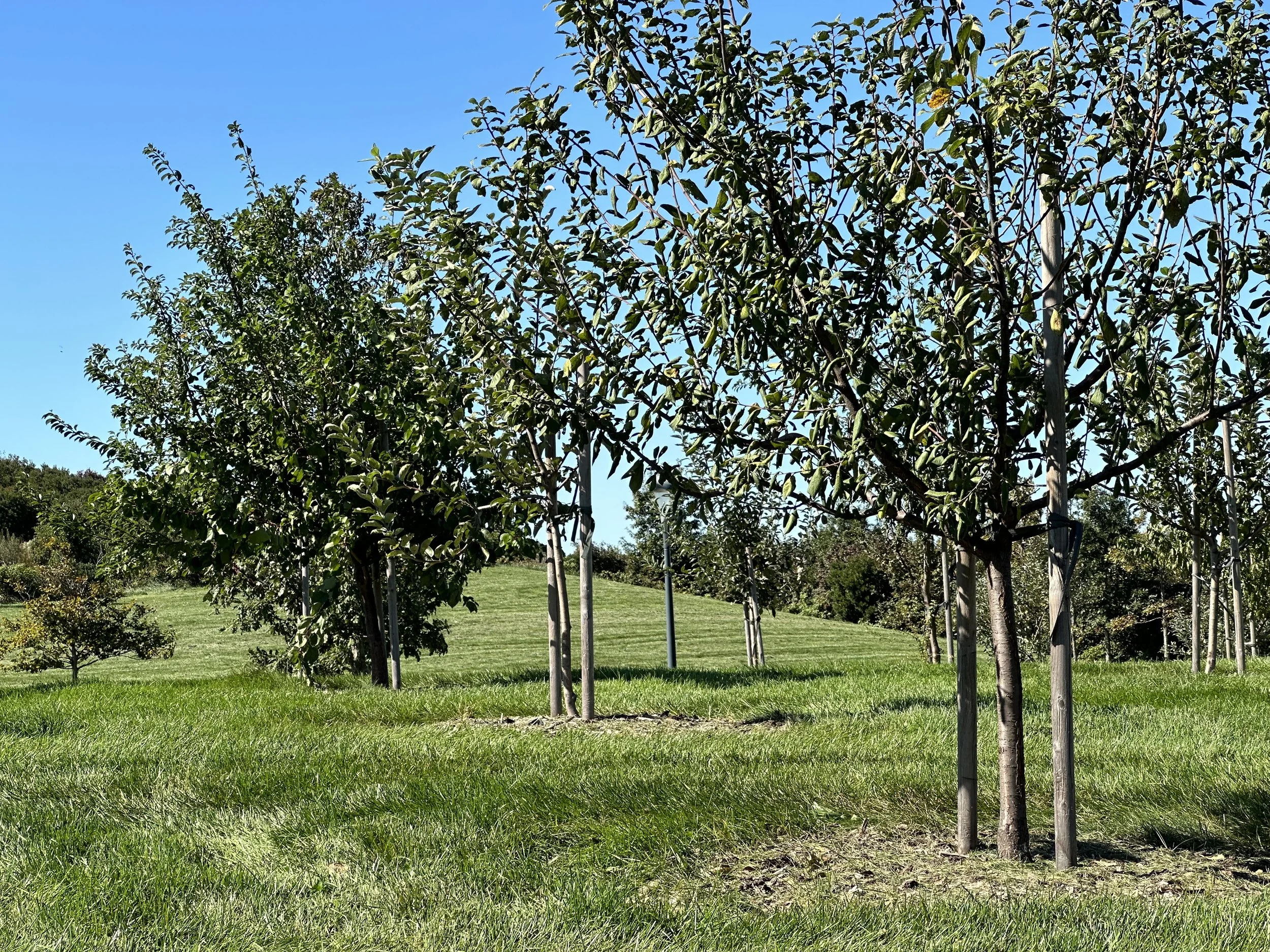 Open Orchard — Sam Van Aken