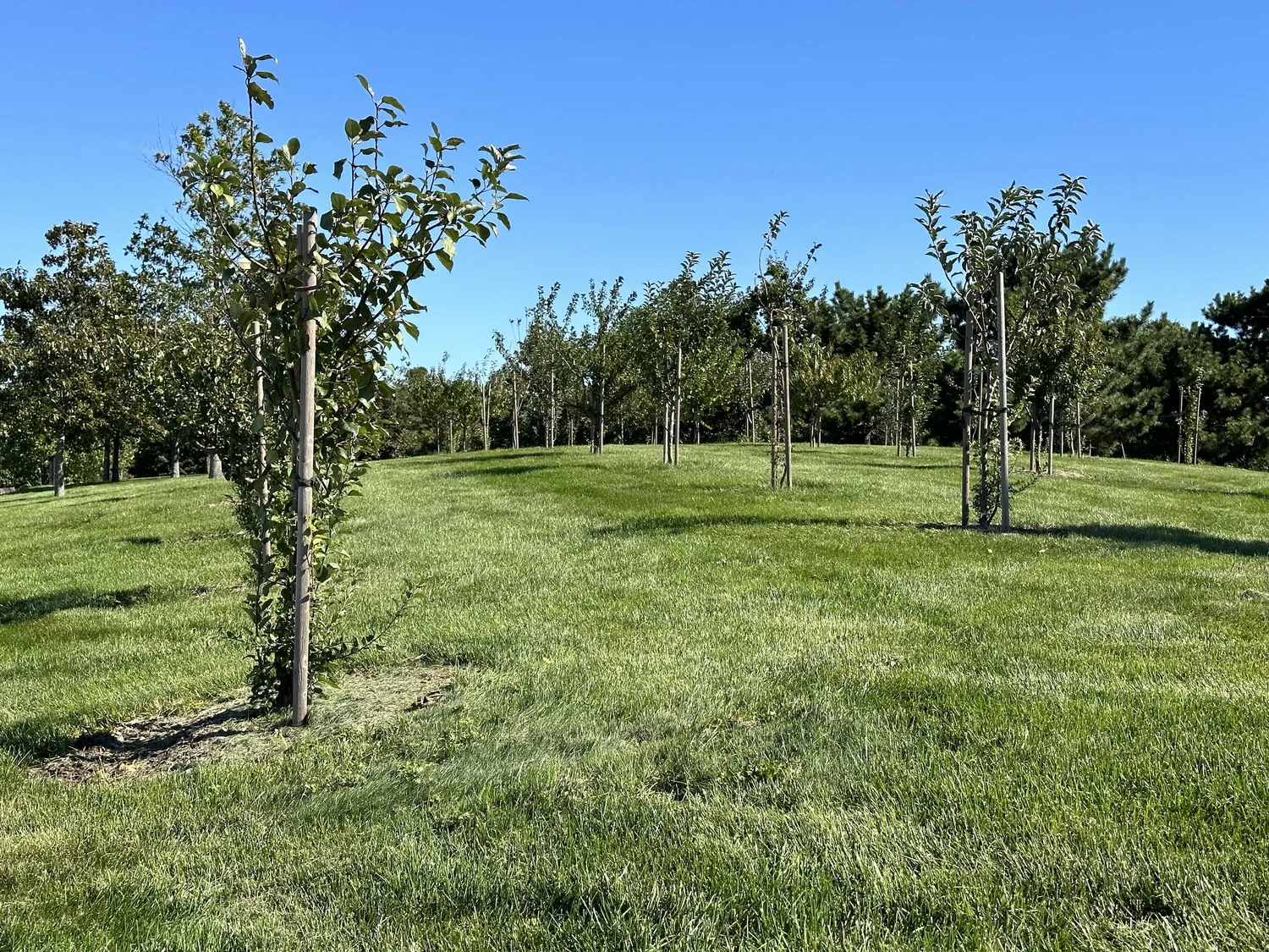 Open Orchard — Sam Van Aken