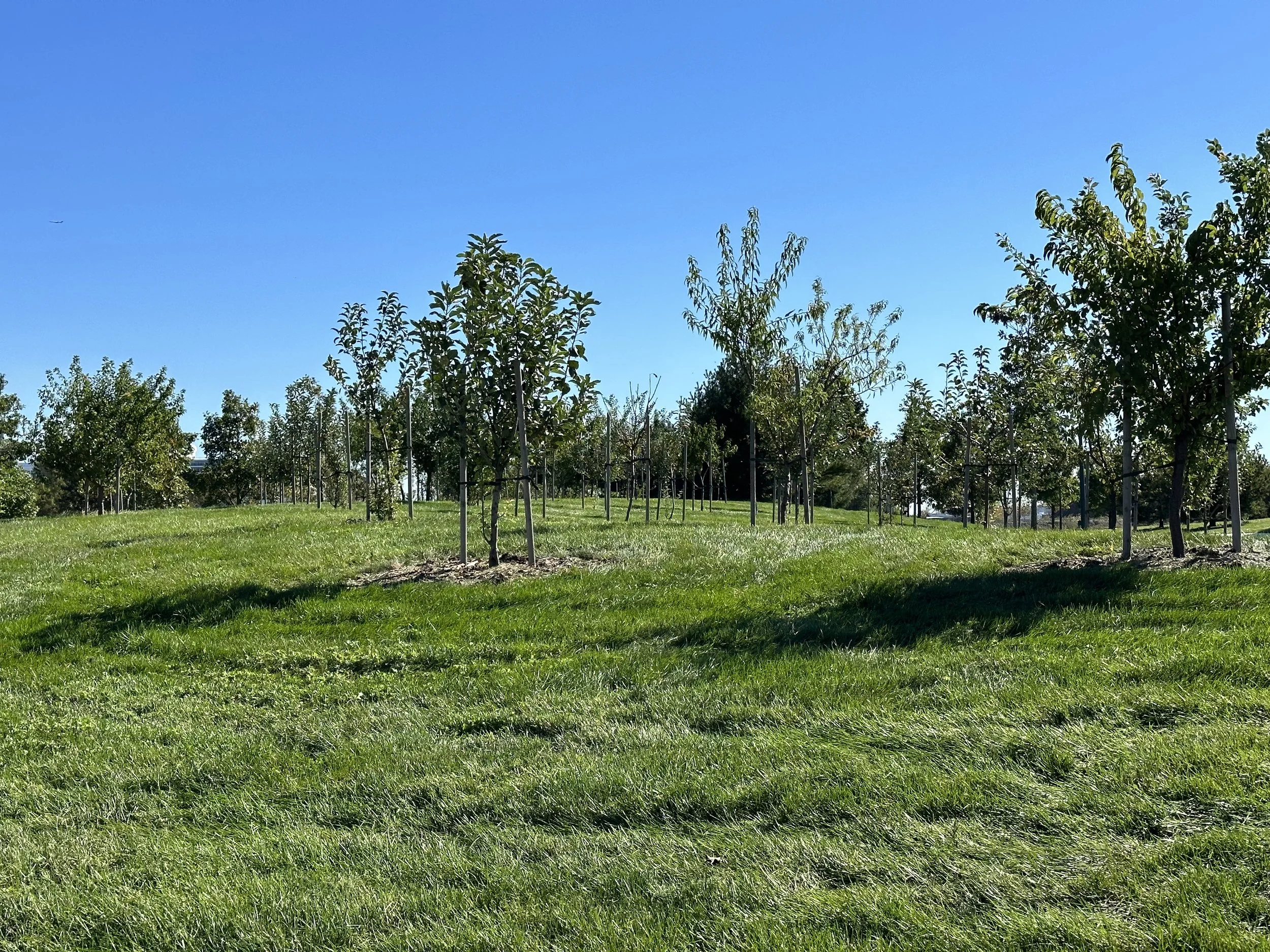 Open Orchard — Sam Van Aken