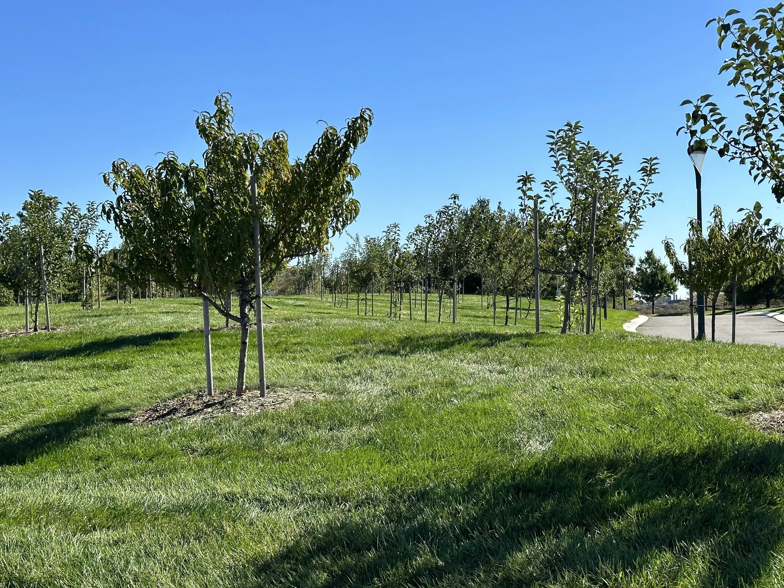 Open Orchard — Sam Van Aken