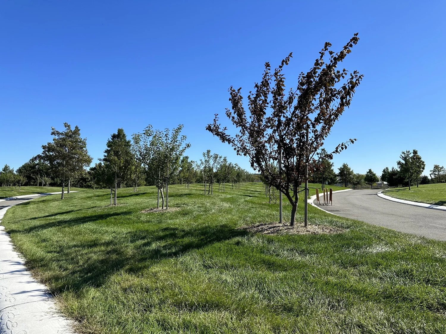 Open Orchard — Sam Van Aken