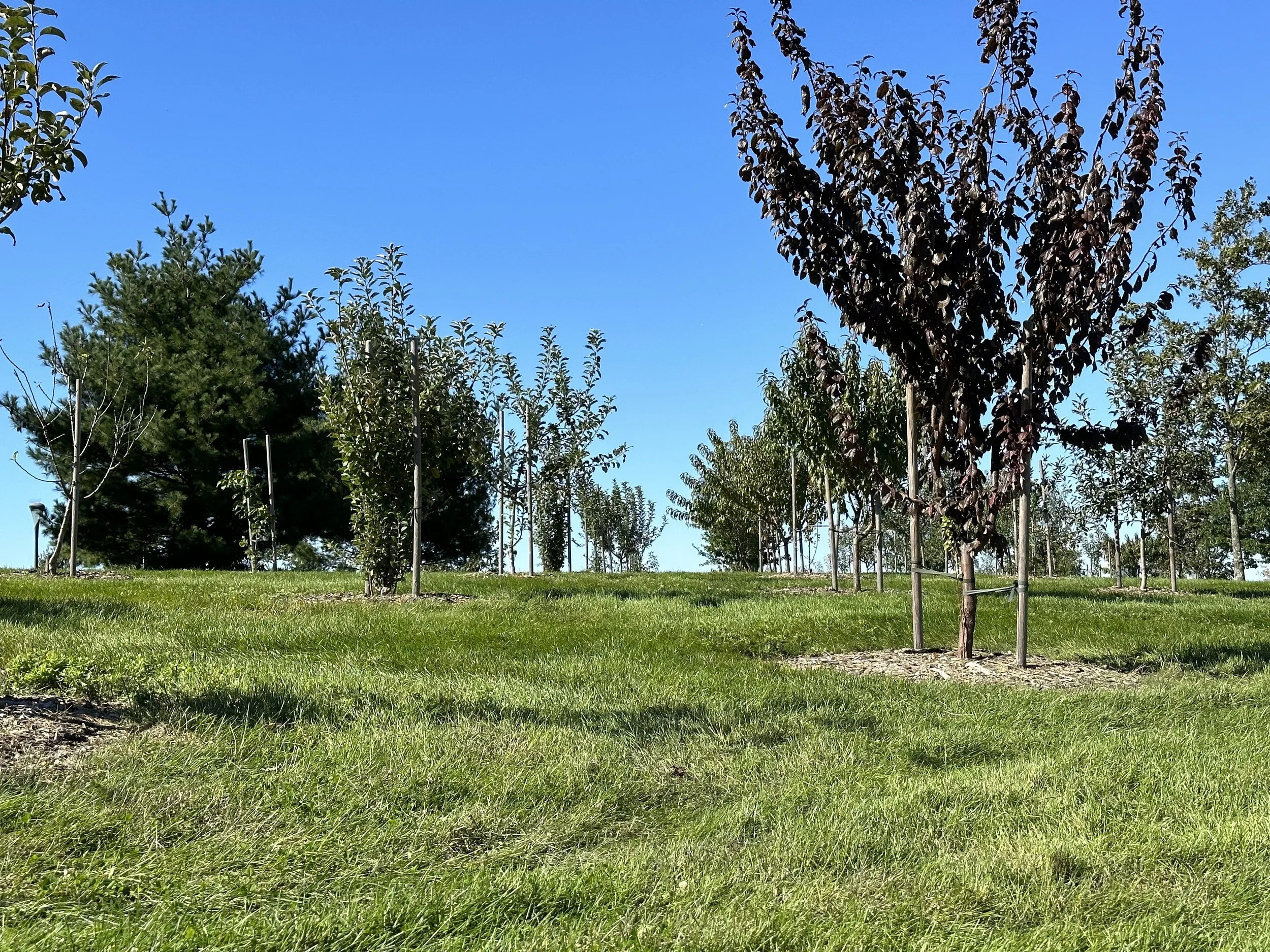 Open Orchard — Sam Van Aken